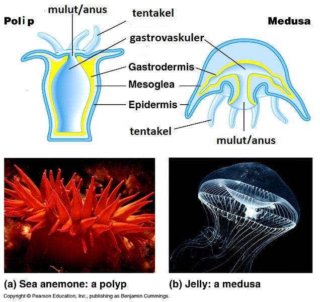 Berikut Ciri-Ciri , Struktur, Perkembangbiakan Dan Peranan Cnidaria