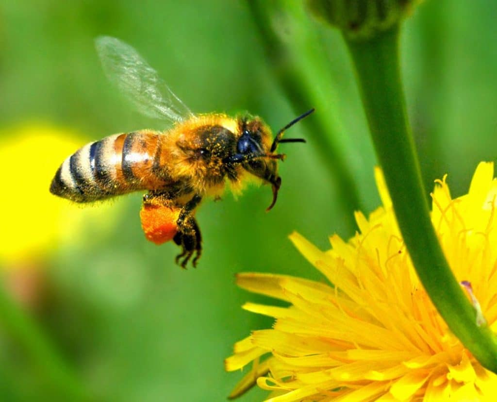 11 Ciri-Ciri Ordo Insecta Lengkap Dengan Gambar