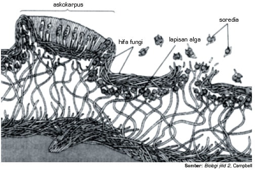 Pengertian, Tipe Mikoriza Dan Linchens (Lumut Kerak)