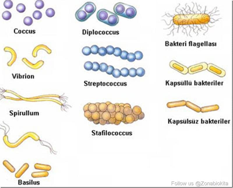 Pengertian Dan Penjelasan Eubacteria Terlengkap