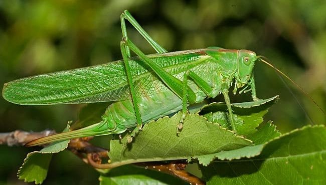 11 Ciri-Ciri Ordo Insecta Lengkap Dengan Gambar