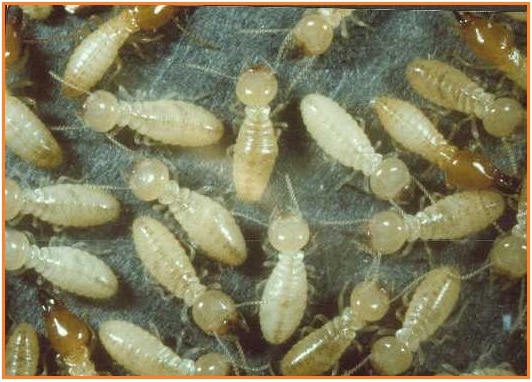 11 Ciri-Ciri Ordo Insecta Lengkap Dengan Gambar