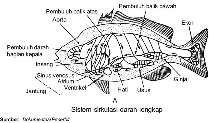 Sistem Peredaran Darah Pada Hewan Lengkap Dengan Gambar Dan Penjelasan Sistem Peredaran Darah Pada Hewan Lengkap Dengan Gambar Dan Penjelasan
