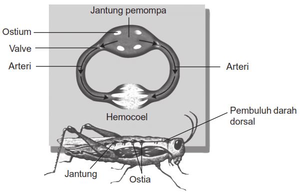Sistem Peredaran Darah Pada Hewan Lengkap Dengan Gambar Dan Penjelasan Sistem Peredaran Darah Pada Hewan Lengkap Dengan Gambar Dan Penjelasan
