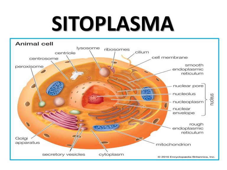 Komponen Struktur Sel Eukariotik: Pengertian Membran Plasma, Sitoplasma ...