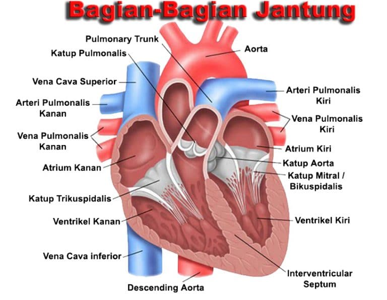 Pengertian Uterus, Struktur Bagian dan Fungsi Uterus (Rahim) Lengkap